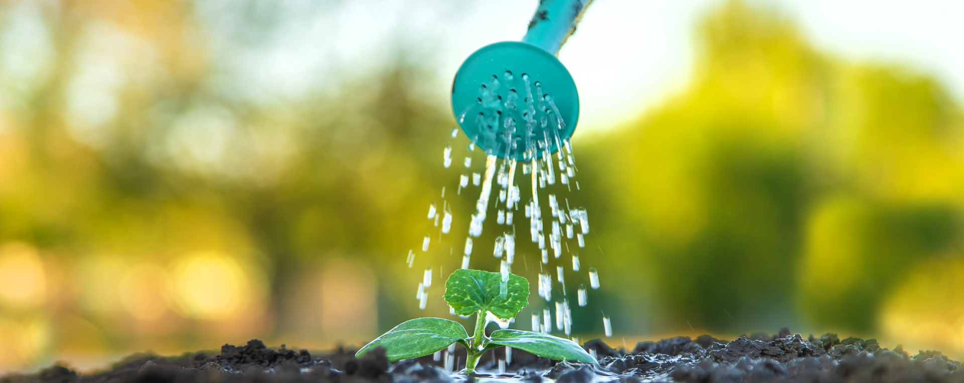 Water Conservation Strategies to Protect Our Precious Resource ...